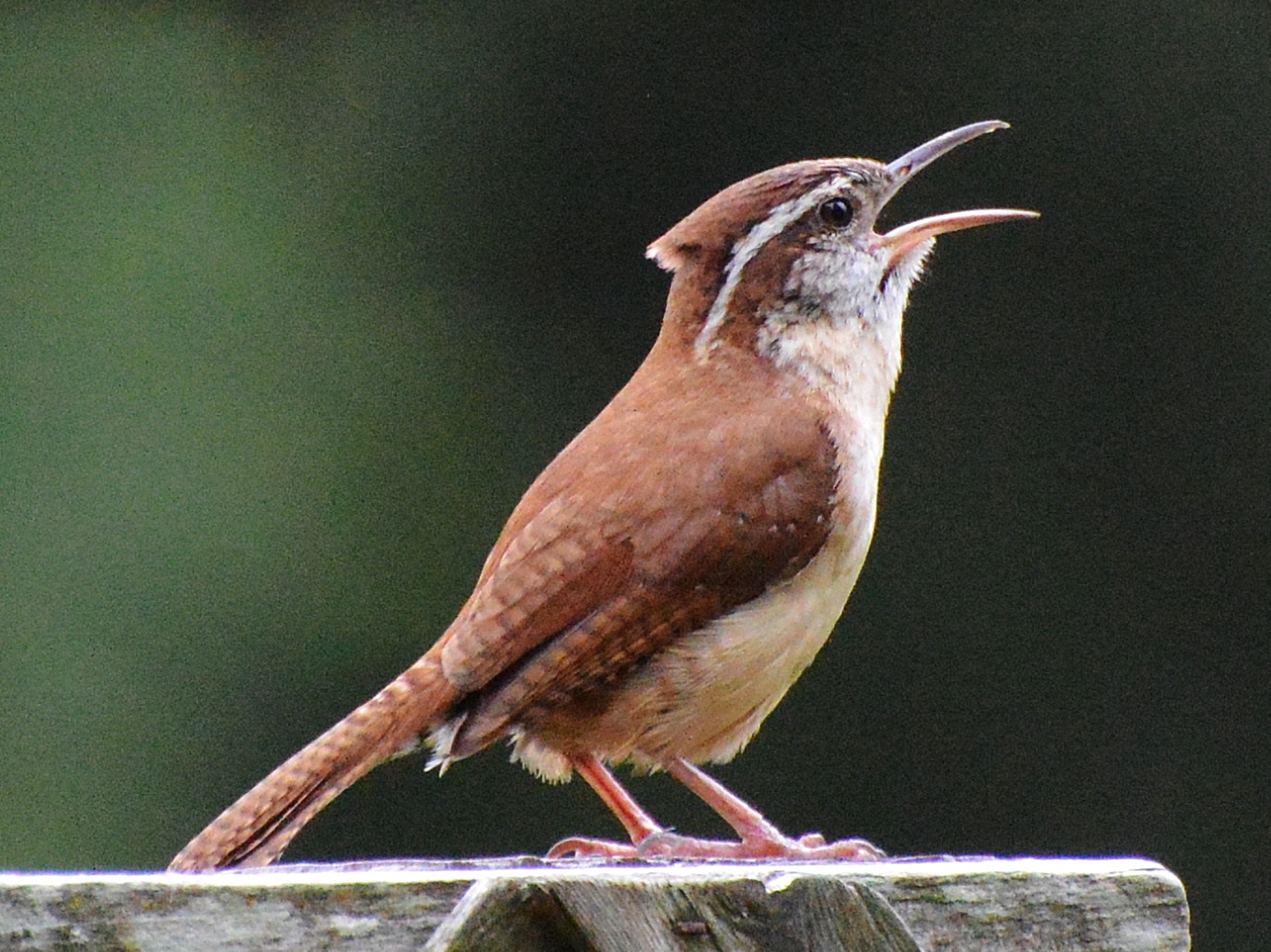 Carolina Wren | Great Bird Pics