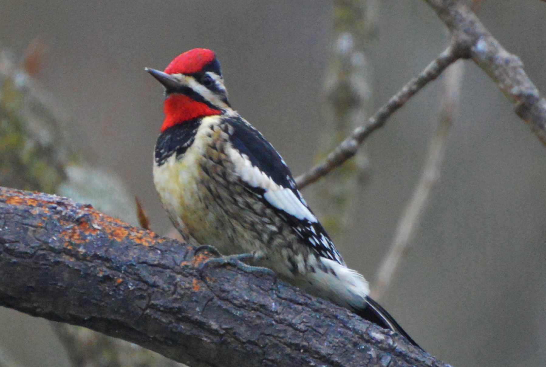 Yellow-bellied Sapsucker | Great Bird Pics