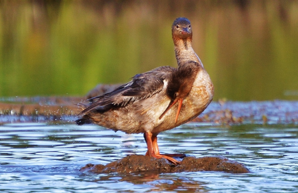 Two-handed Duck | Great Bird Pics