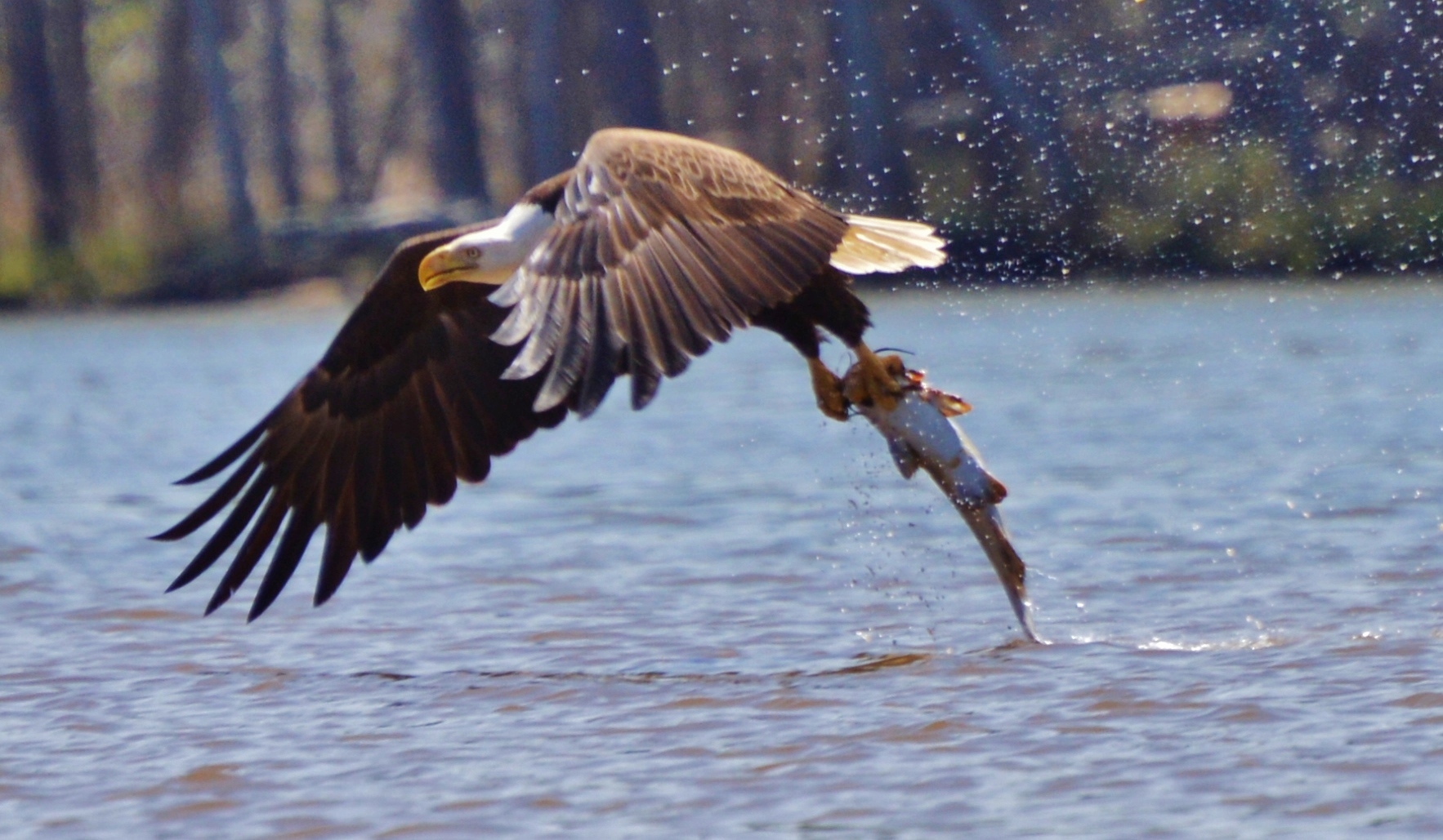 Bald Eagle fishing | Great Bird Pics