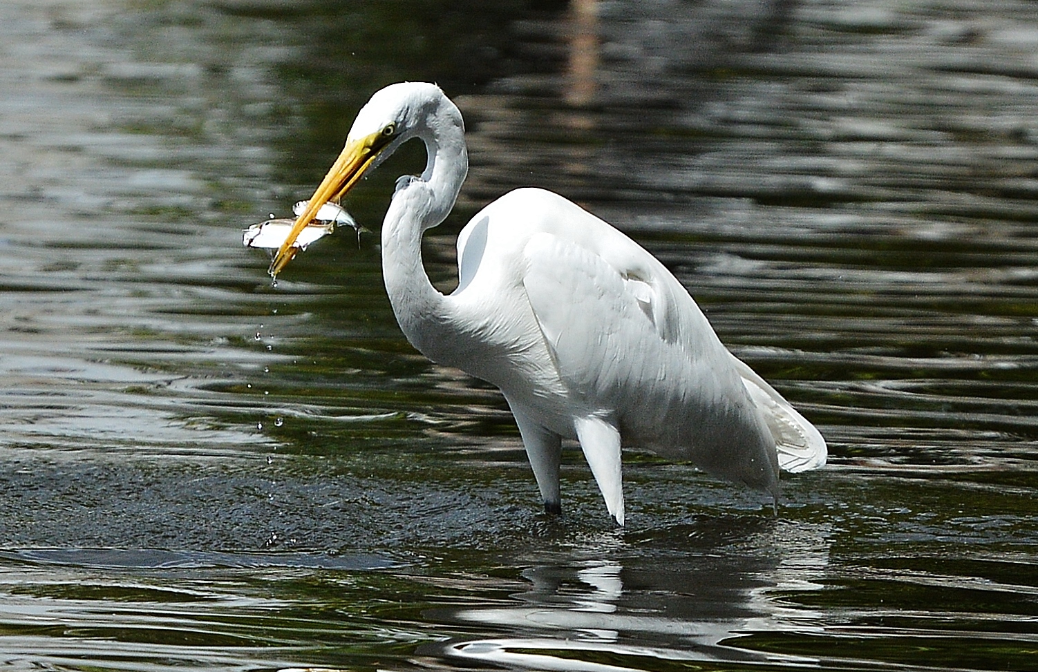 Great White Egret | Great Bird Pics