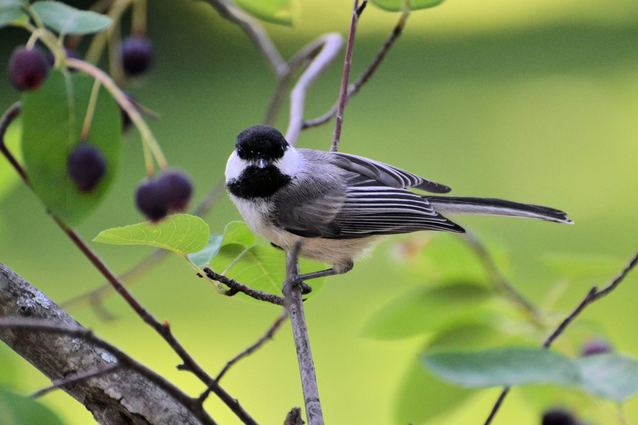 Chickadee in a Tree | Great Bird Pics