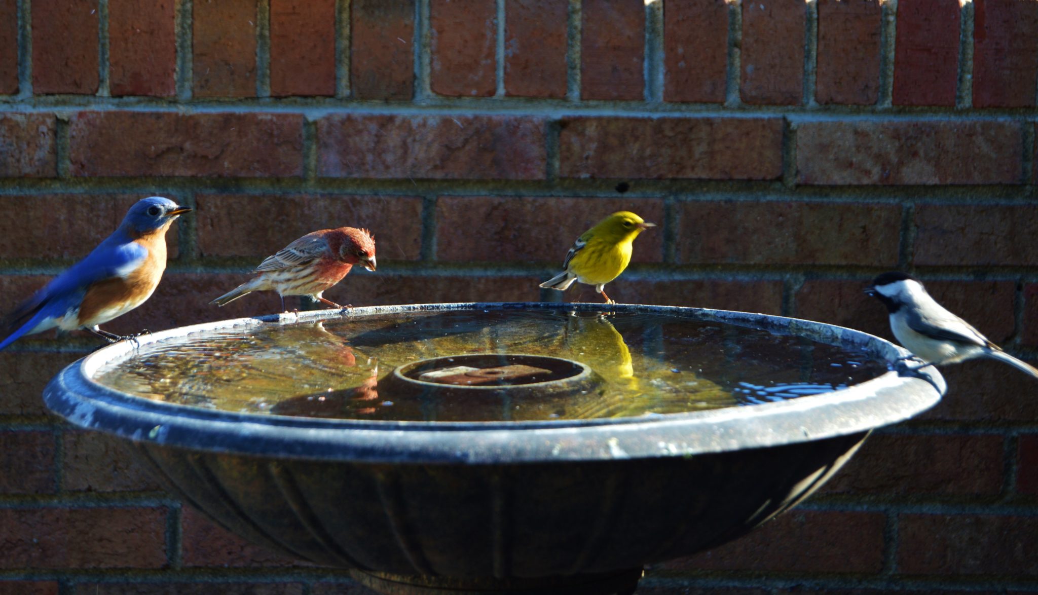 Community watering hole | Great Bird Pics