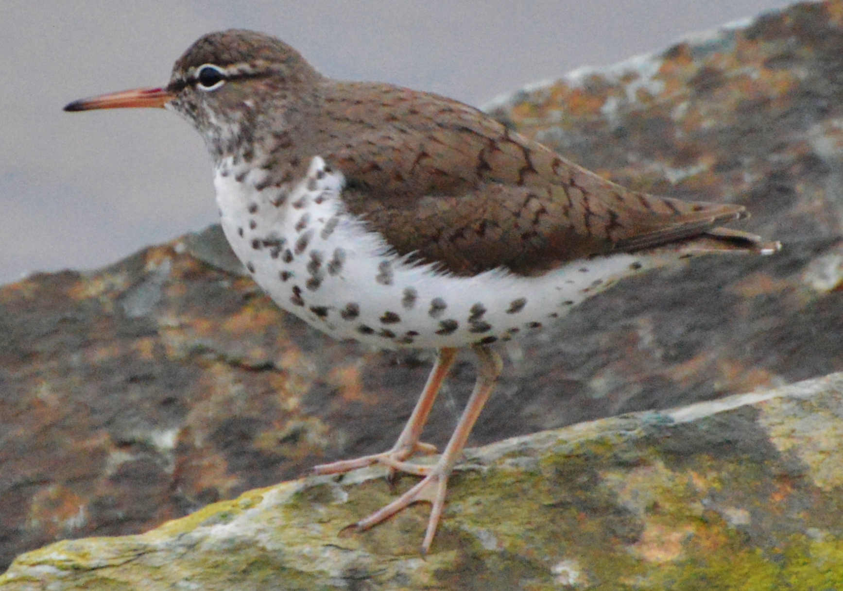 Spotted Sandpiper | Great Bird Pics