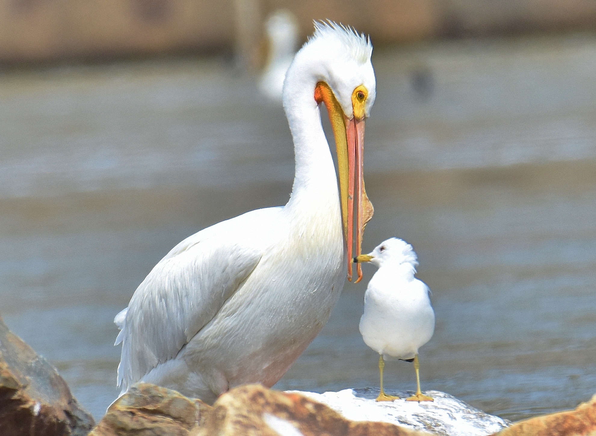 American White Pelican | Great Bird Pics
