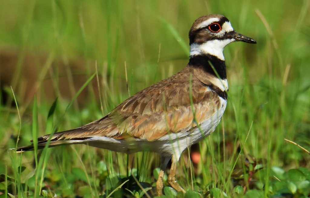Killdeer | Great Bird Pics