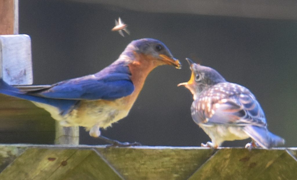 Feeding time | Great Bird Pics