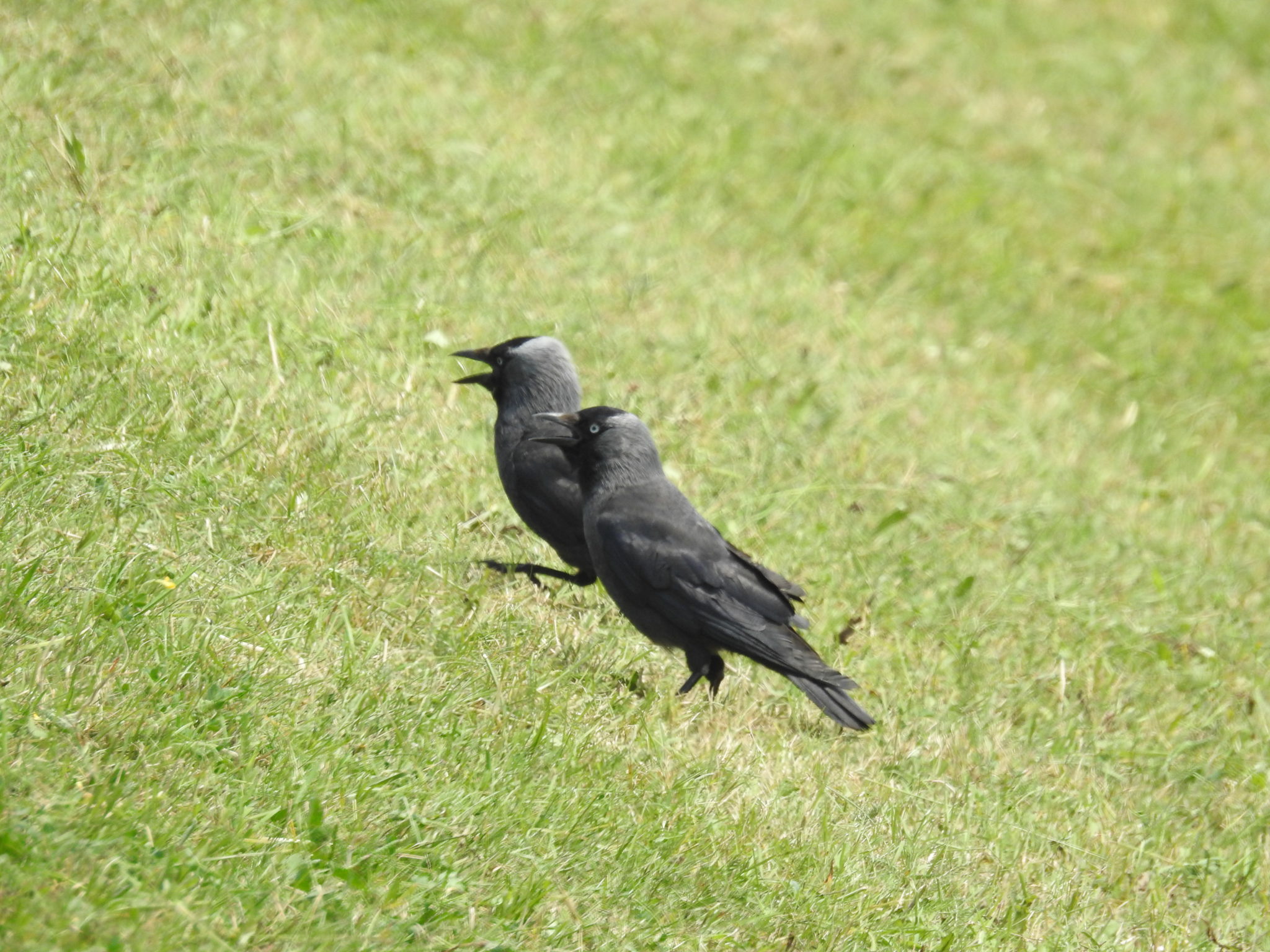 Double Trouble Jackdaws | Great Bird Pics