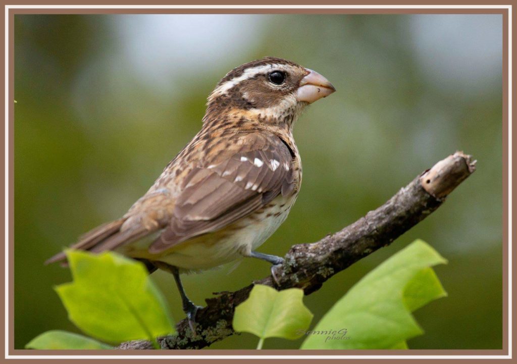 Rose breasted Grosbeak | Great Bird Pics