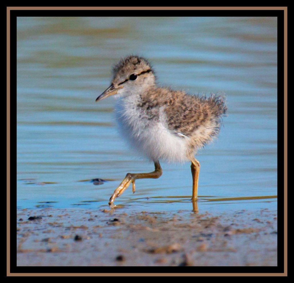 One foot in front of the other… | Great Bird Pics