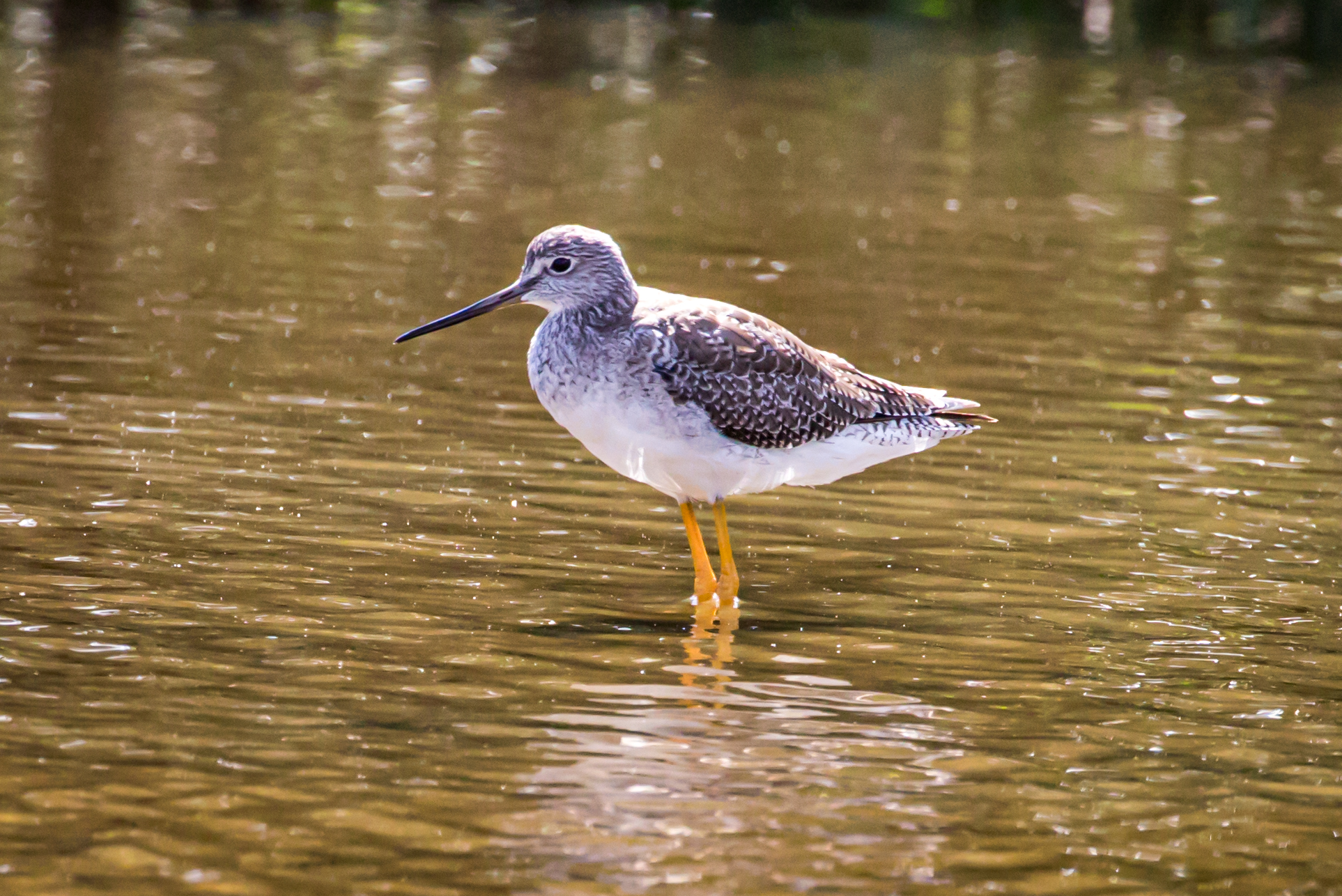 Greater or Lesser? | Great Bird Pics