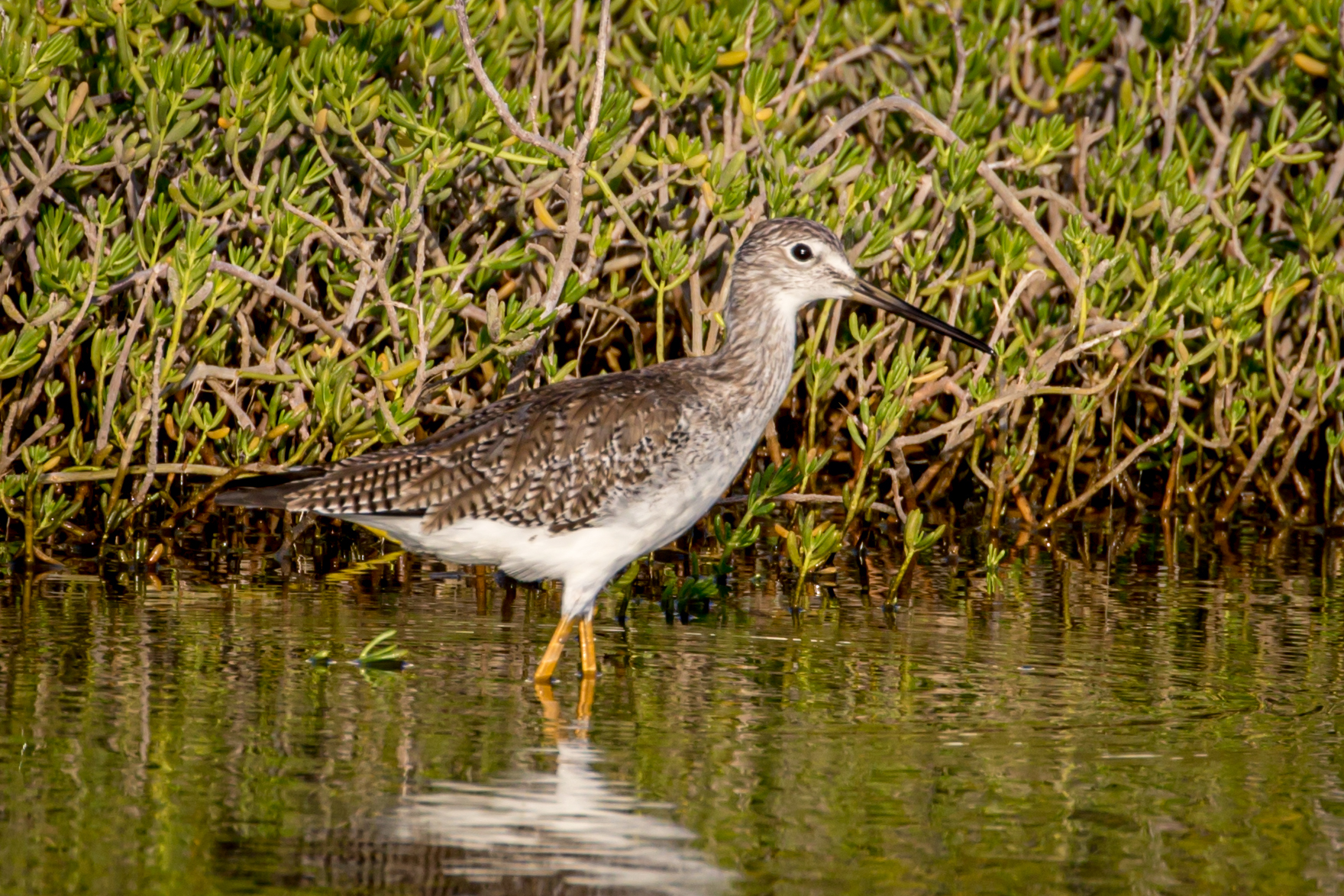 Profile of Lesser Yellowlegs | Great Bird Pics