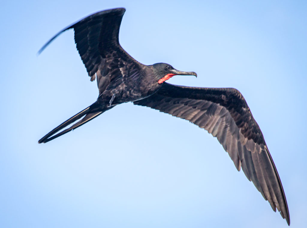 Magnificent Flying Machine | Great Bird Pics