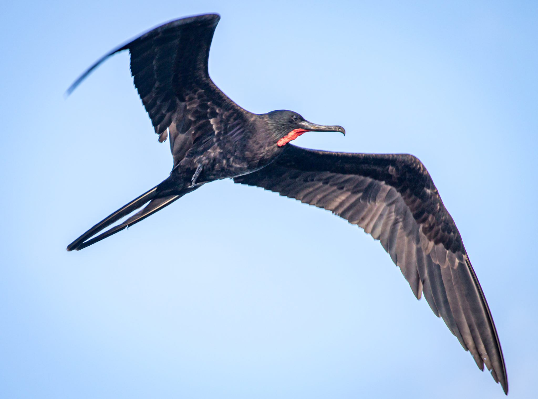 Magnificent Flying Machine | Great Bird Pics