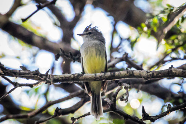 Fairly Uncommon | Great Bird Pics