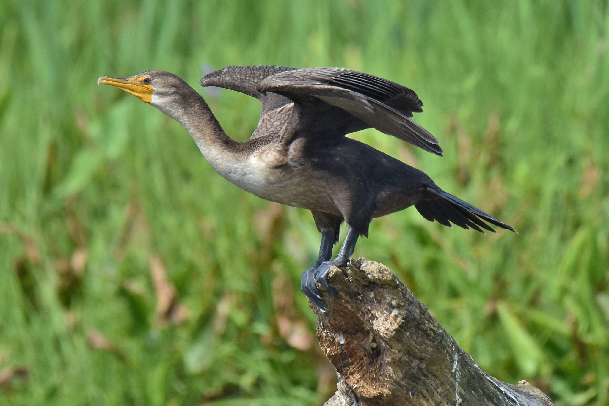 Juvenile Double-Crested Comorant | Great Bird Pics