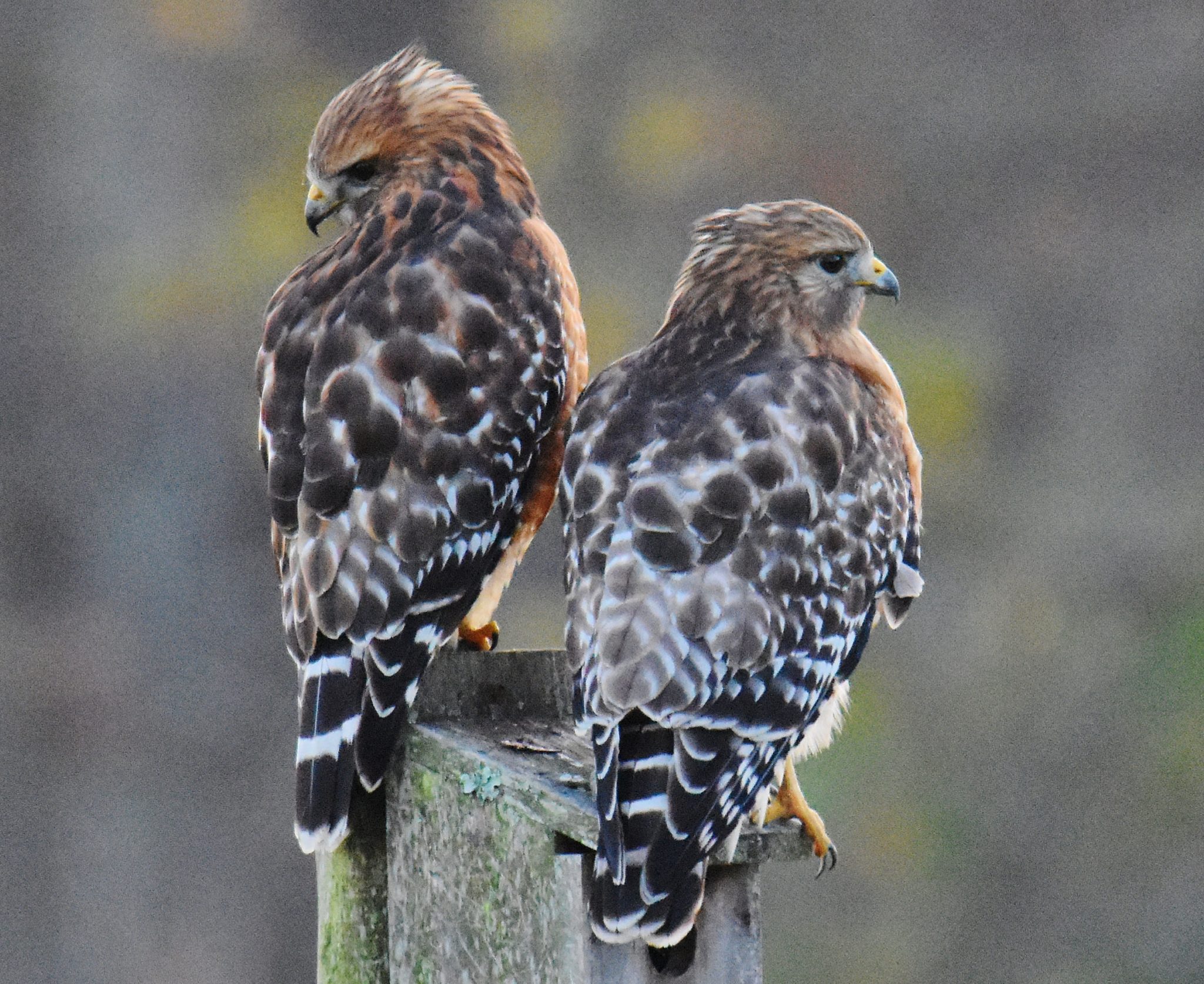 Red-shouldered hawk | Great Bird Pics