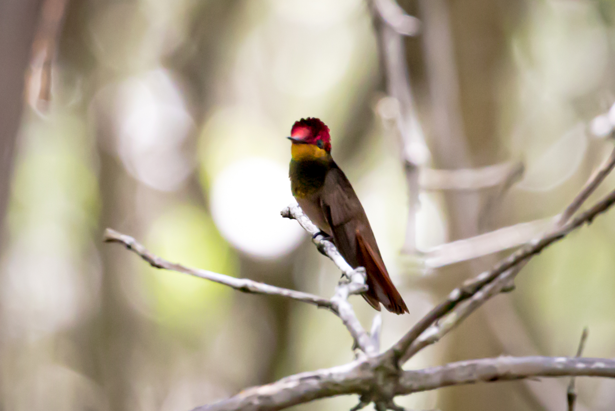 A Flash of Red | Great Bird Pics