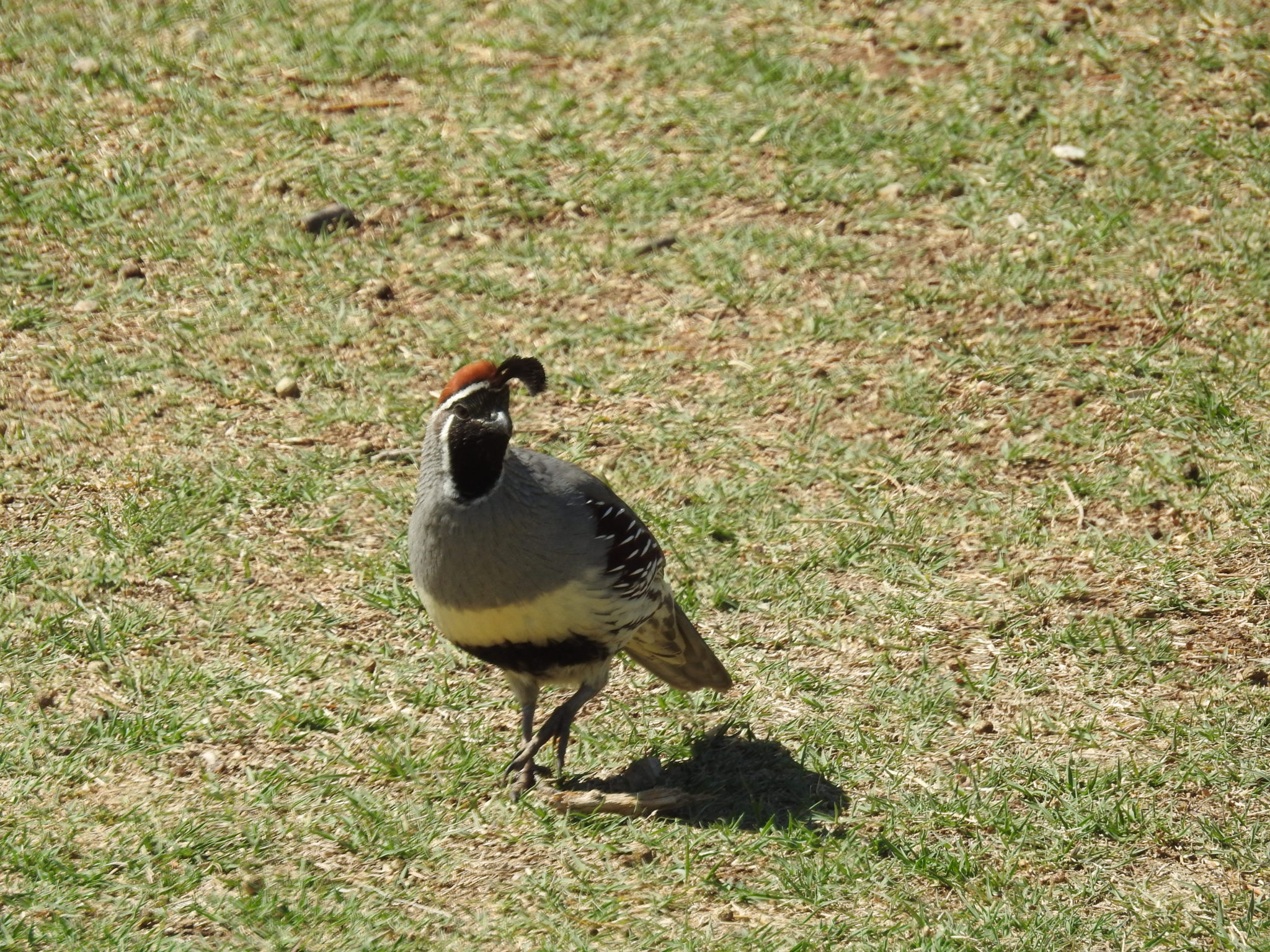 Gambel’s Quail | Great Bird Pics
