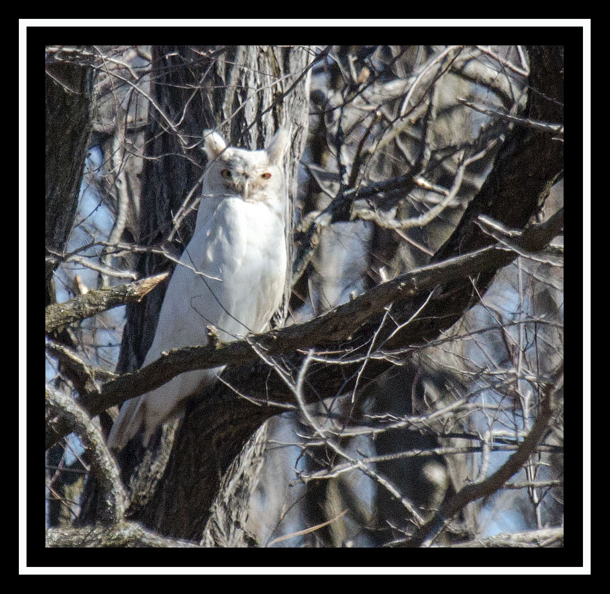 The ghost owl | Great Bird Pics
