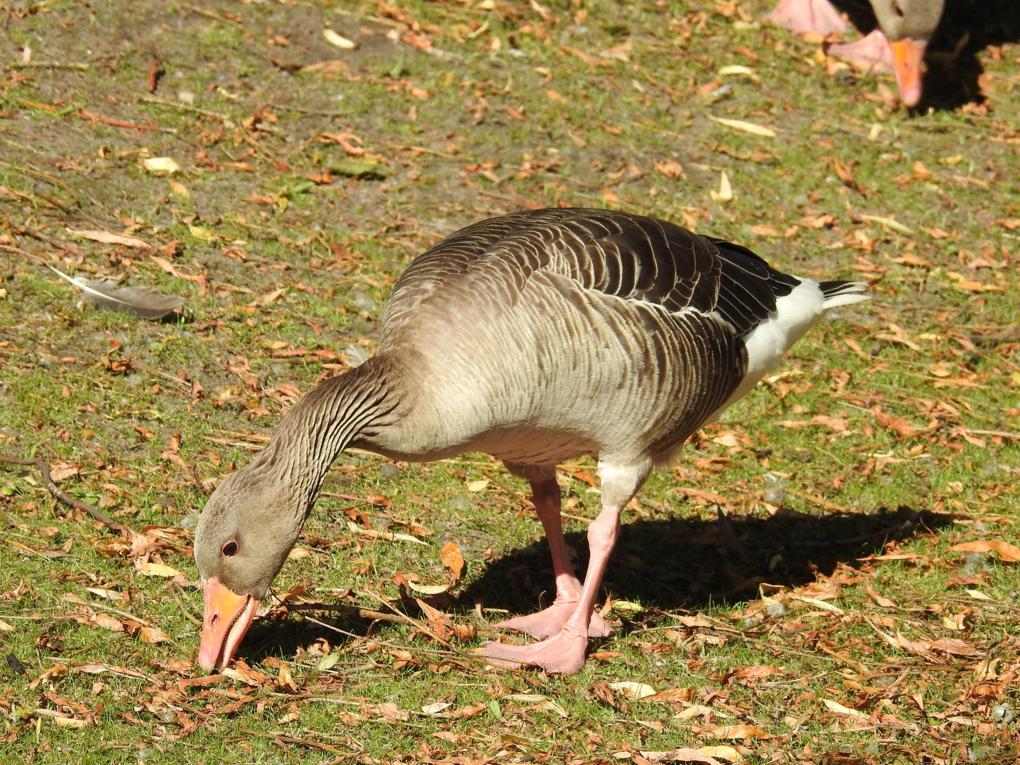 Graylag Goose in Germany | Great Bird Pics
