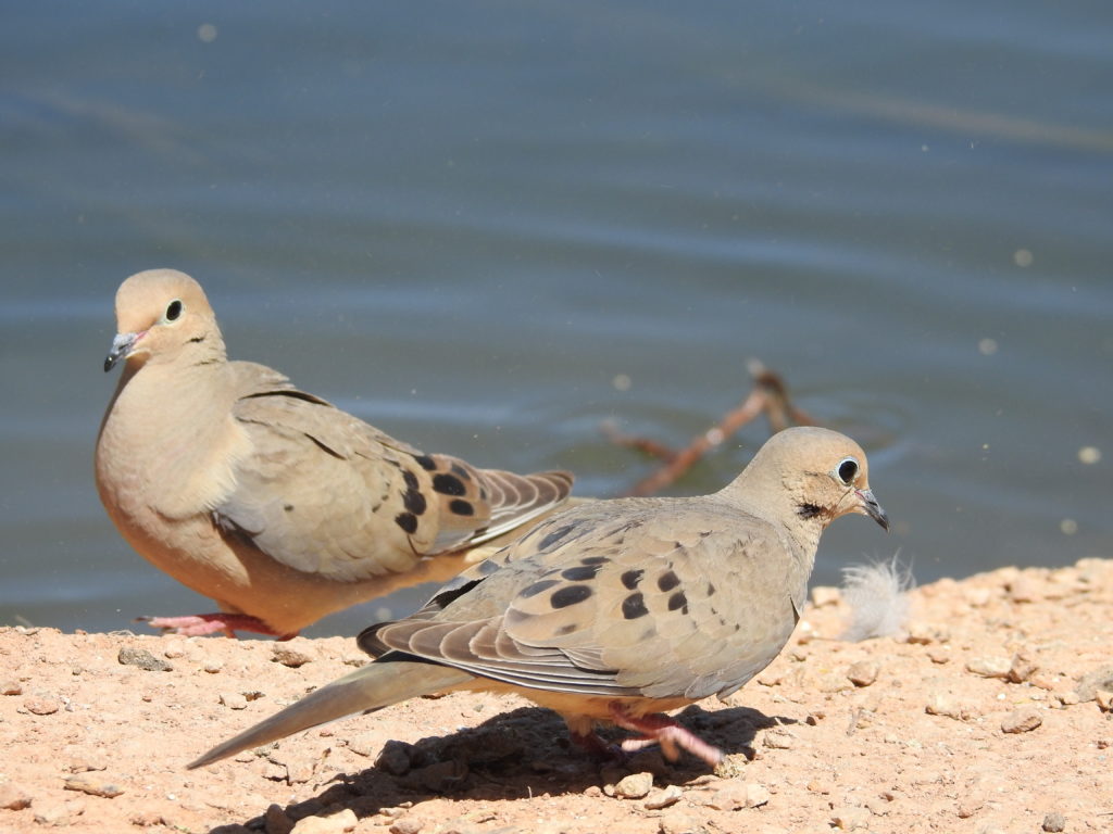 Mourning Doves at the Riparian Preserve in Gilbert Arizona | Great Bird ...