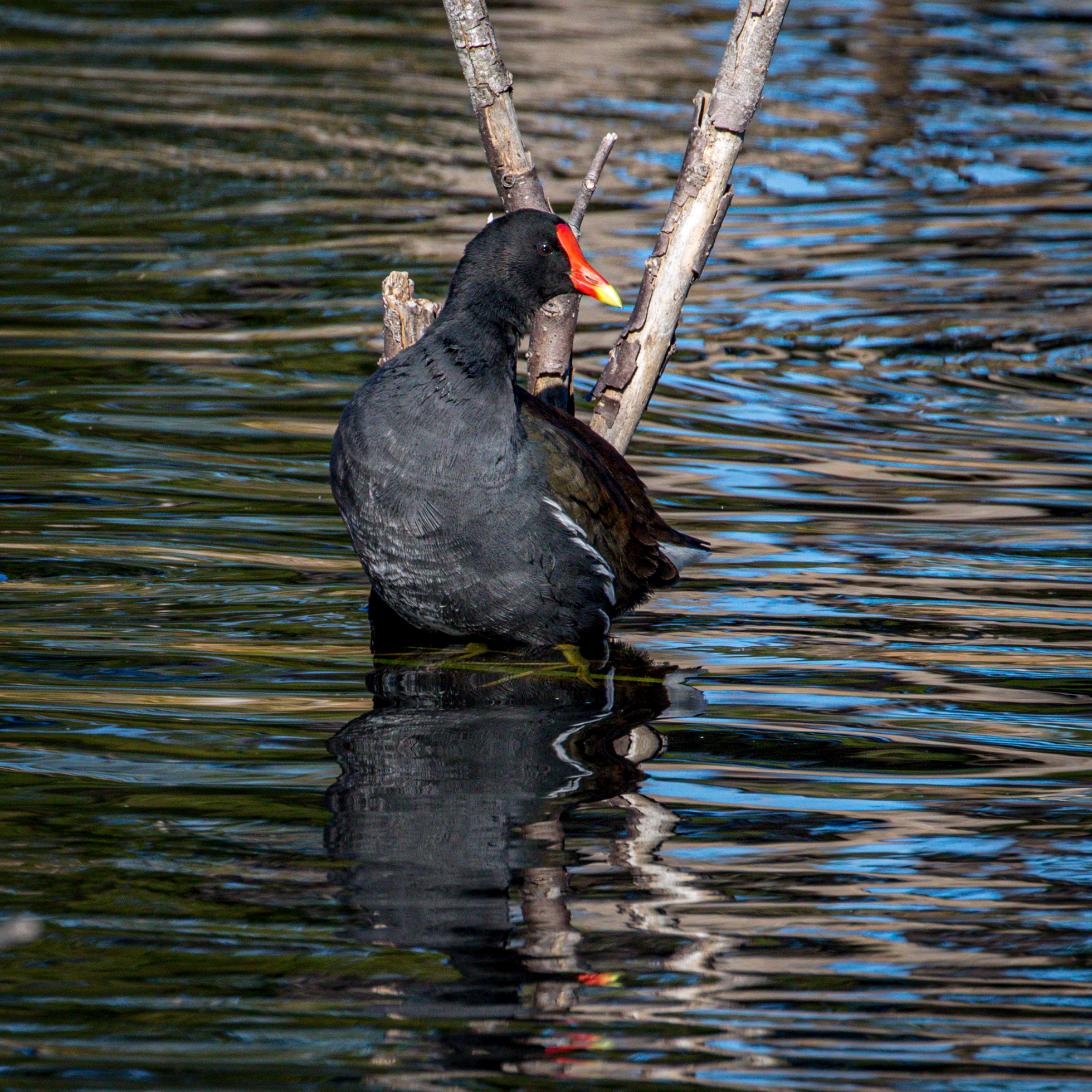 Riding High on the Water | Great Bird Pics