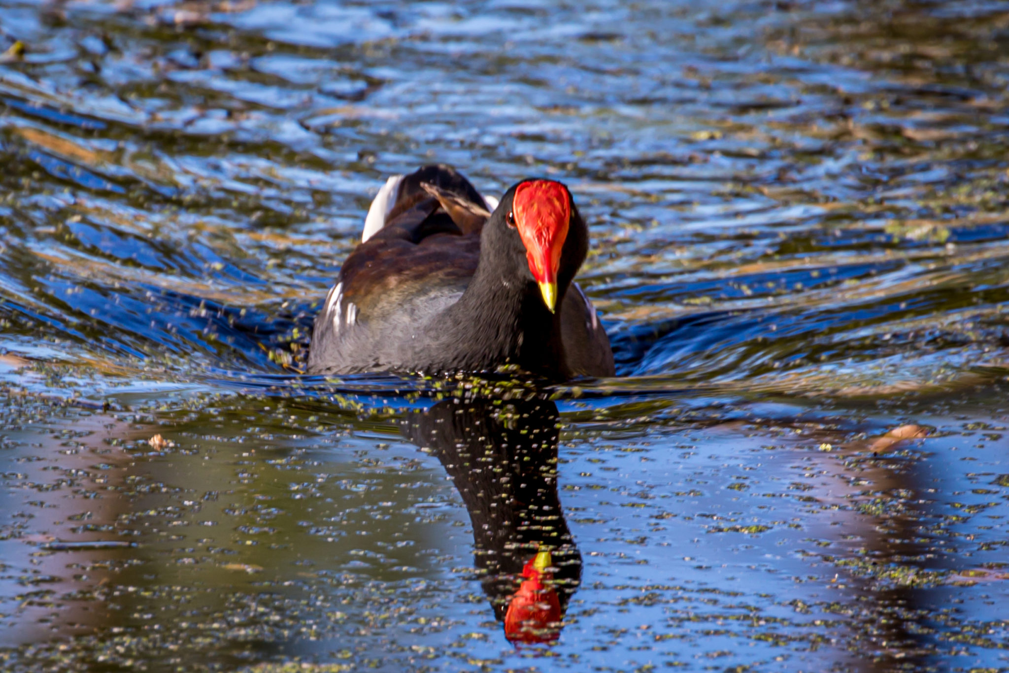 Full Steam Ahead | Great Bird Pics
