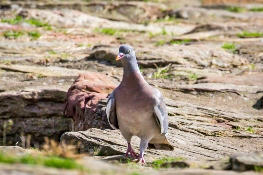 A European Pigeon | Great Bird Pics