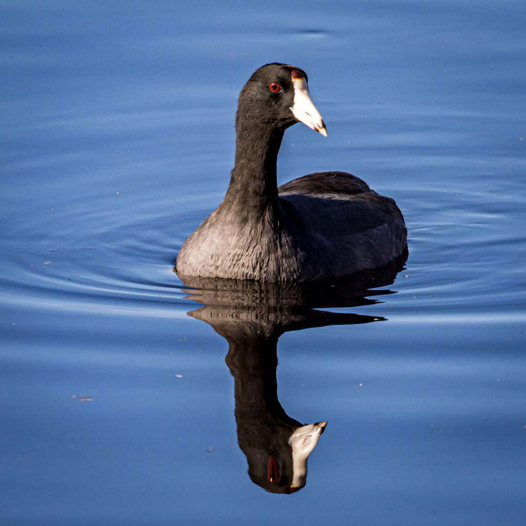 Double-Coot | Great Bird Pics