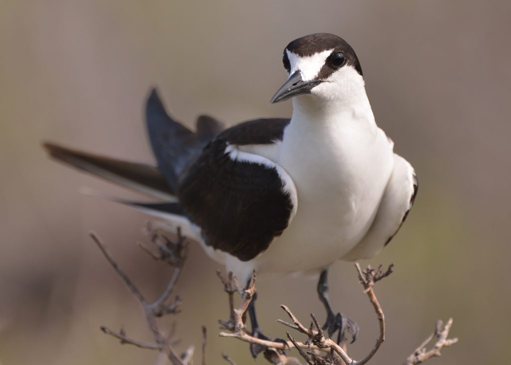 Sooty Tern | Great Bird Pics
