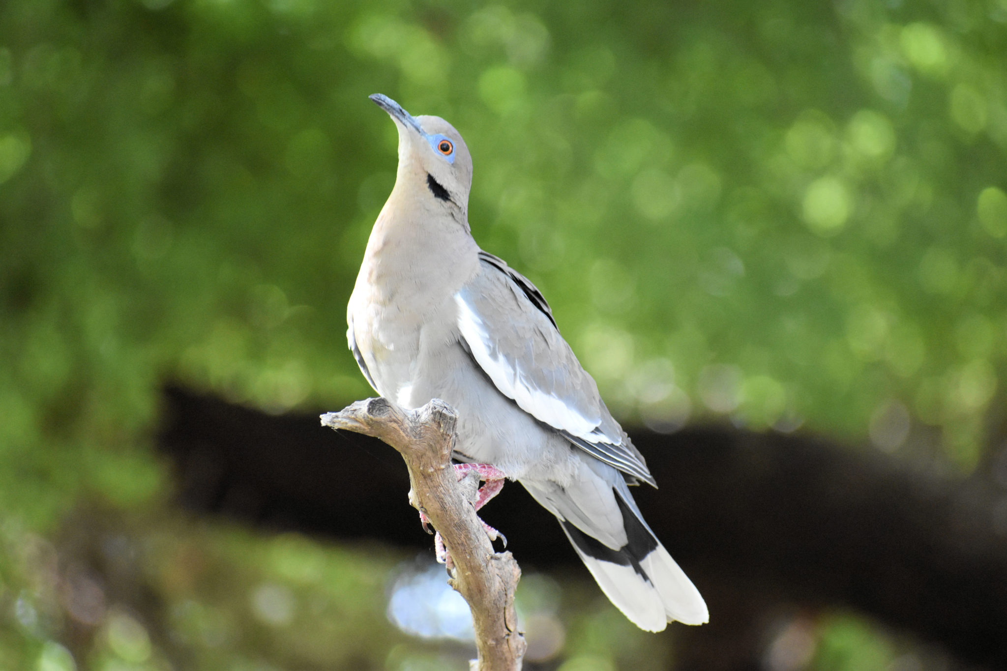 White-winged Dove | Great Bird Pics