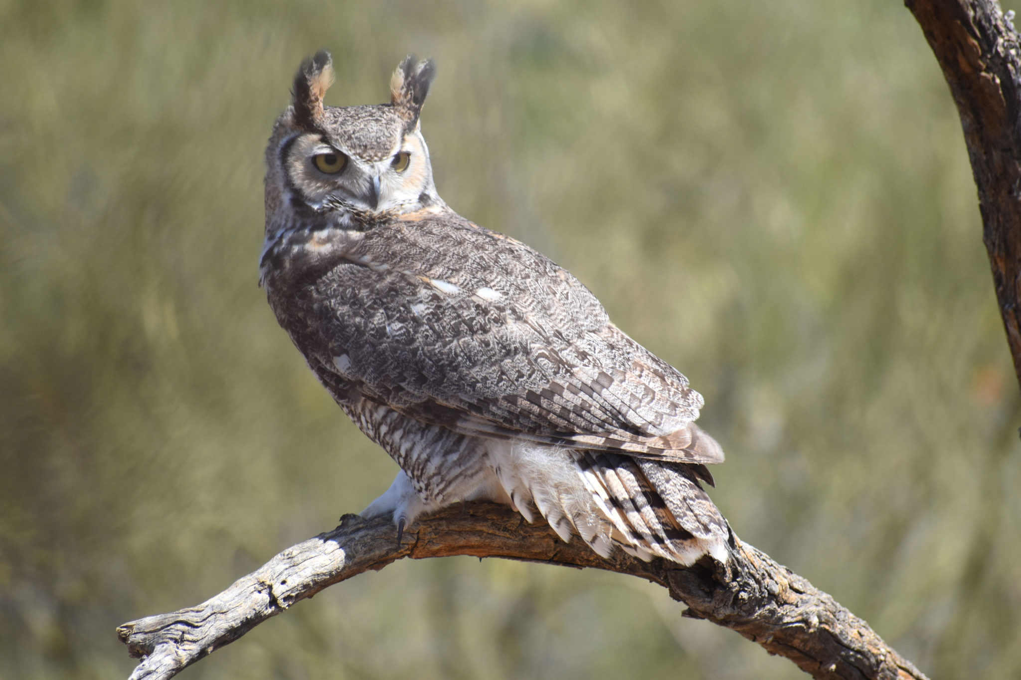 Great-horned Owl Looking Back | Great Bird Pics