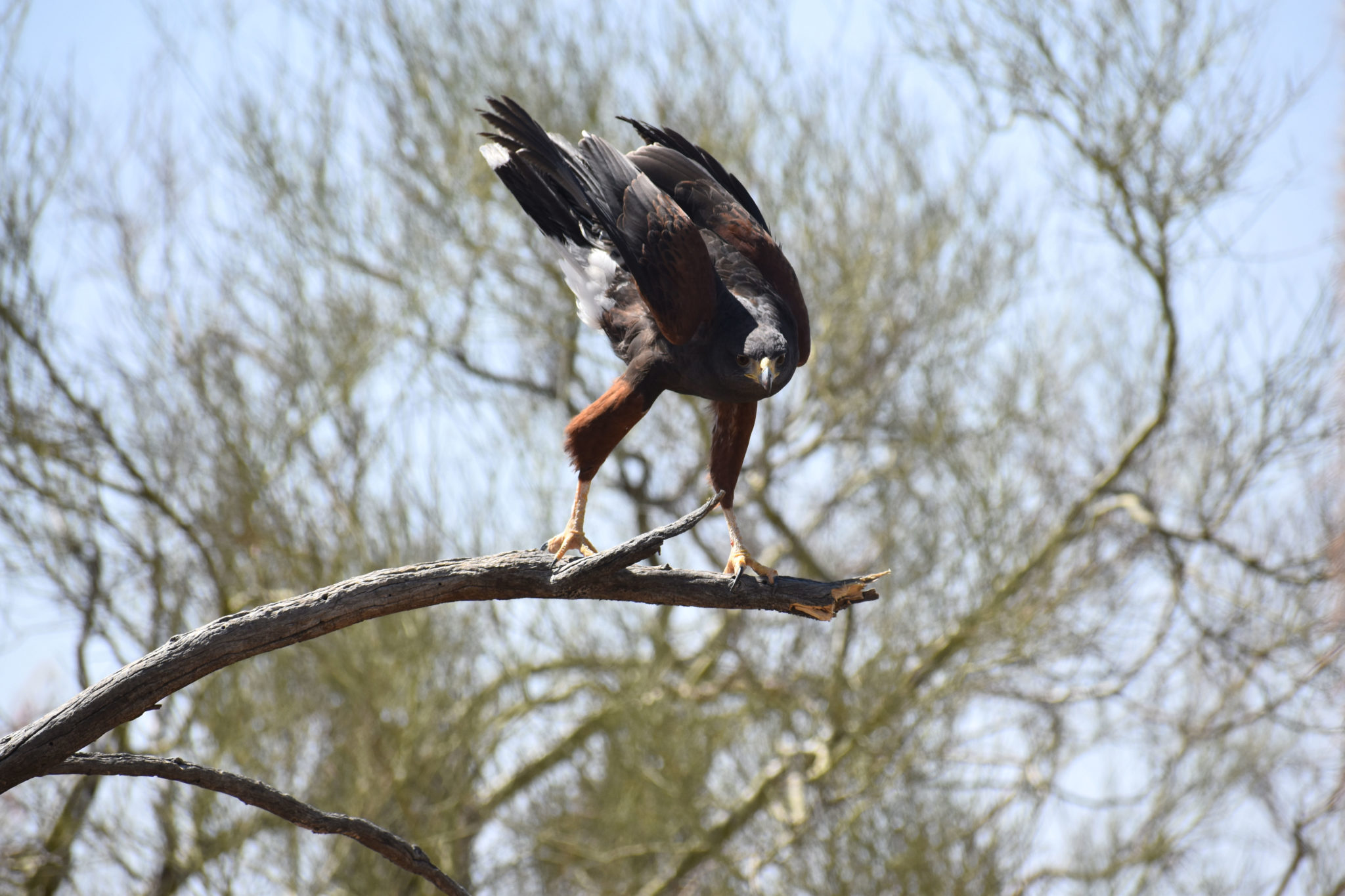 Harris’s Hawk Hunting | Great Bird Pics