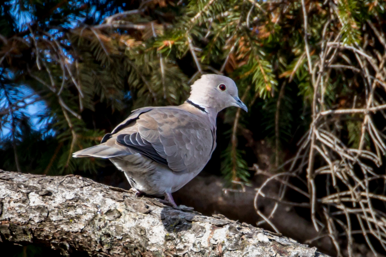 Collar Tells it All | Great Bird Pics