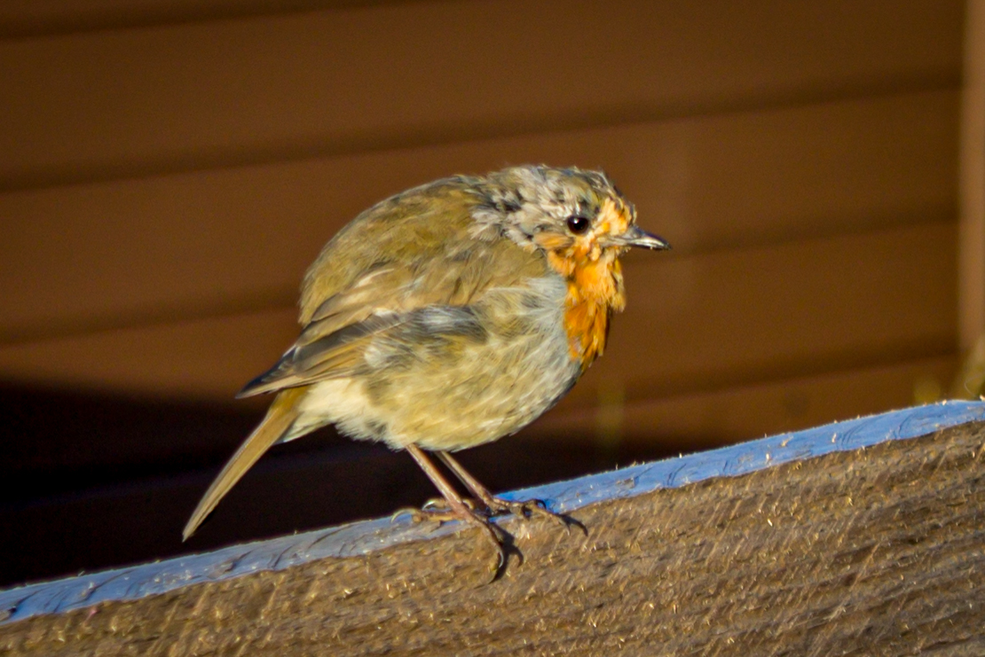 A Different Kind of Robin | Great Bird Pics
