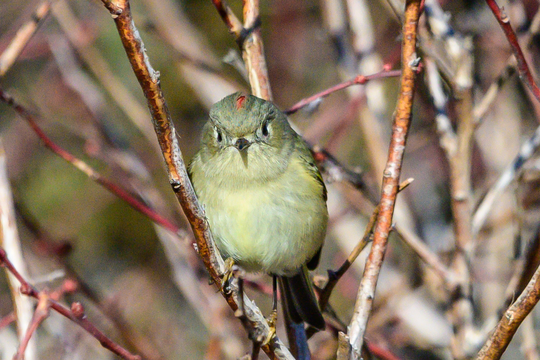 Look at me | Great Bird Pics