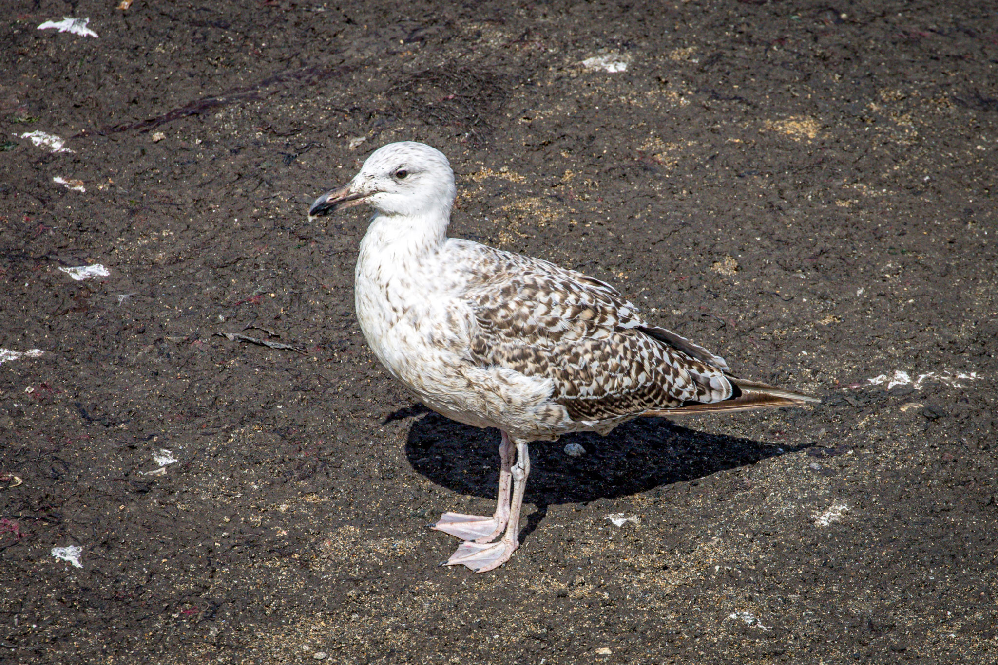 Just a Younster | Great Bird Pics
