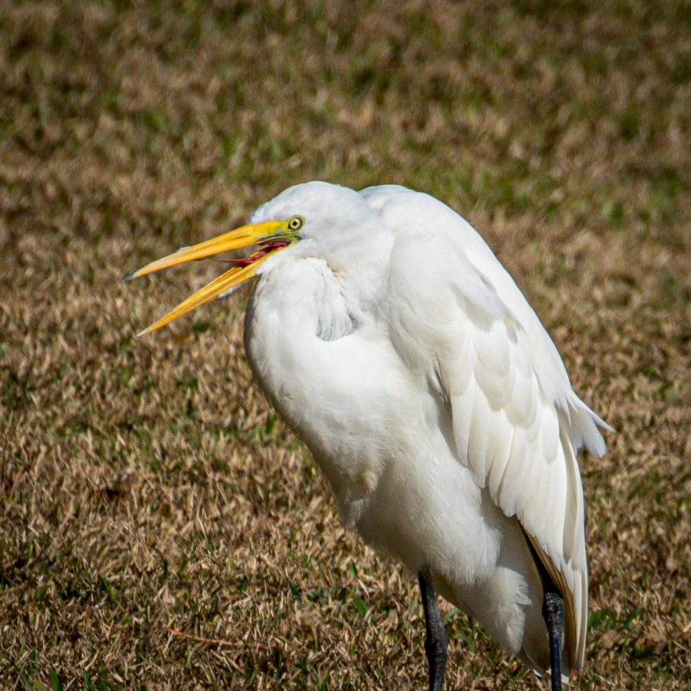 Bright Red Tongue | Great Bird Pics