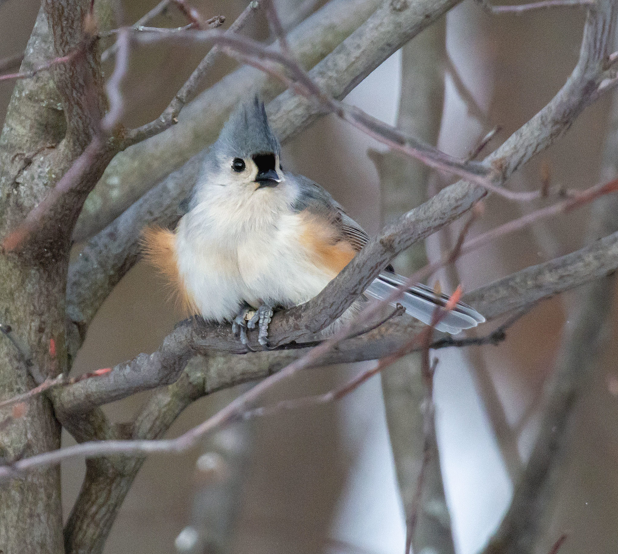 Tufted Titmouse | Great Bird Pics