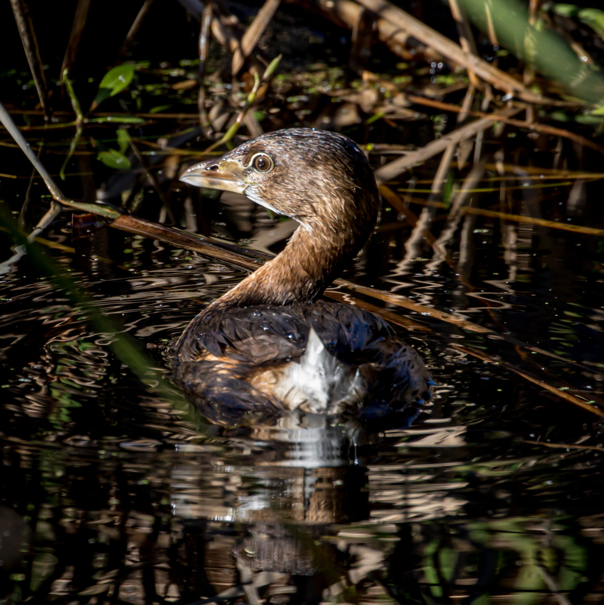 A View From the Rear | Great Bird Pics