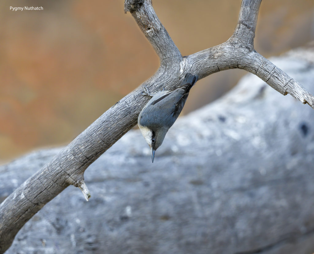Pygmy Nuthatch | Great Bird Pics