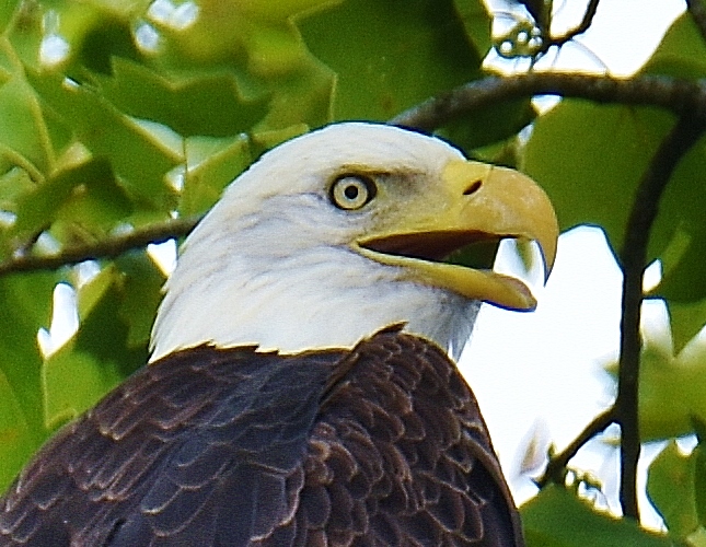 Portrait of an Eagle | Great Bird Pics