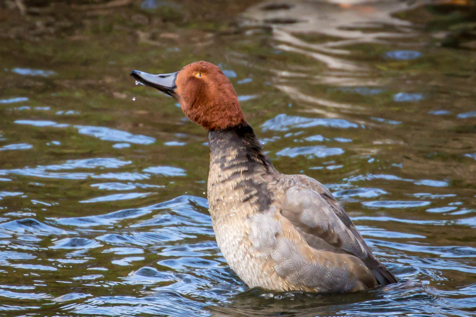 Stretching | Great Bird Pics
