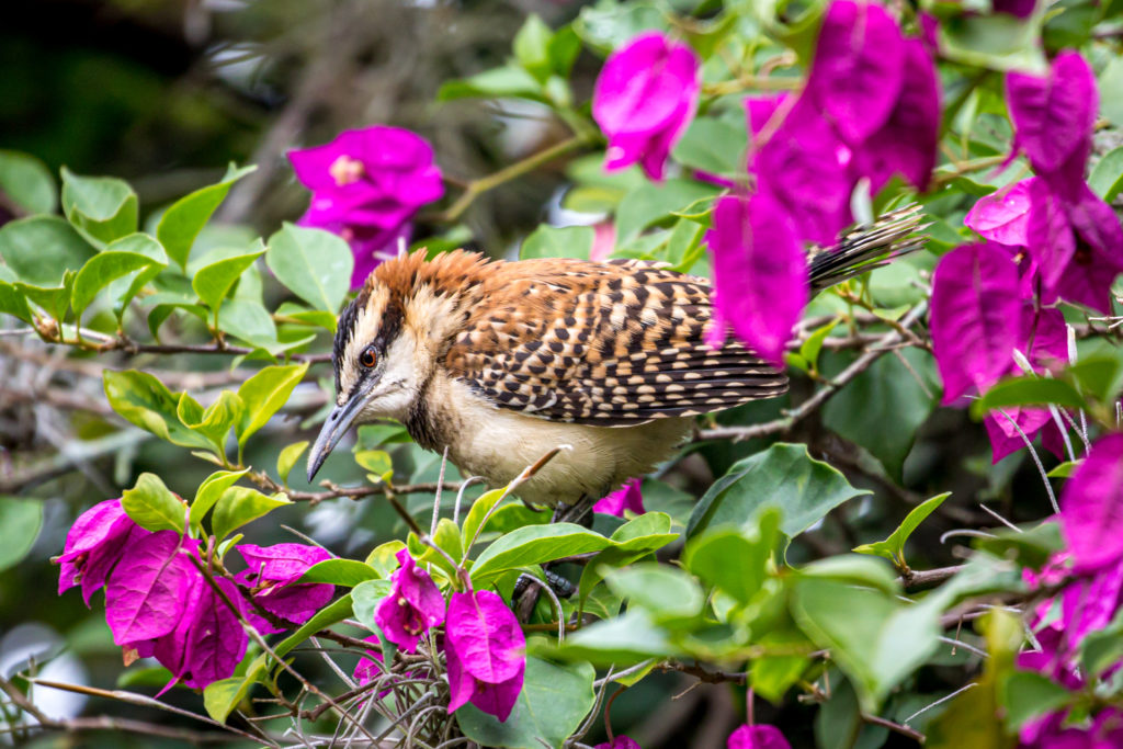Beautiful Among the Flowers | Great Bird Pics