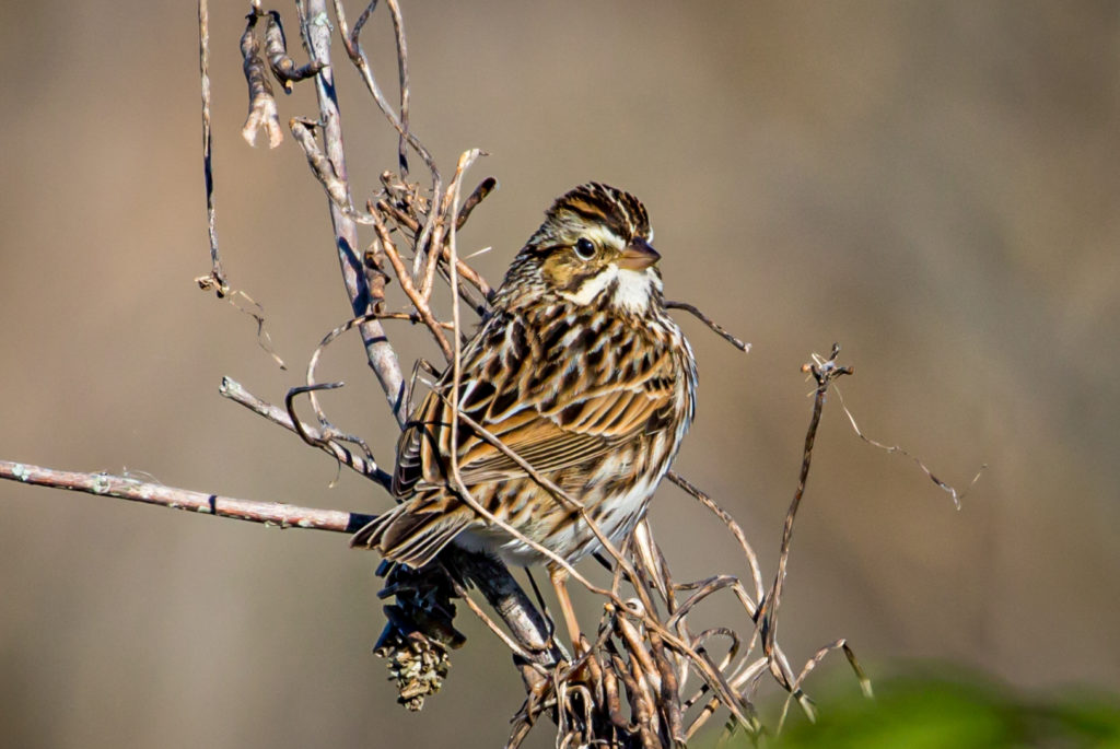 Lots and Lots | Great Bird Pics
