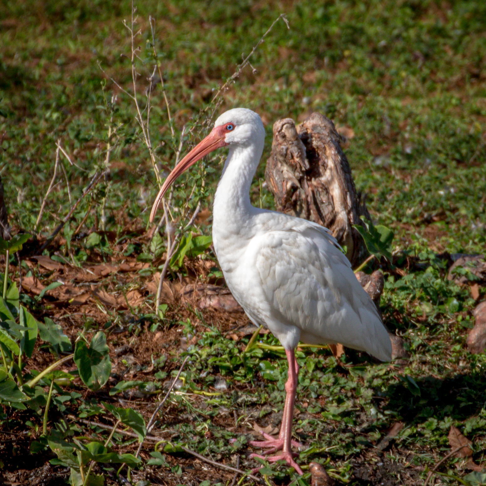 Mis-matched | Great Bird Pics
