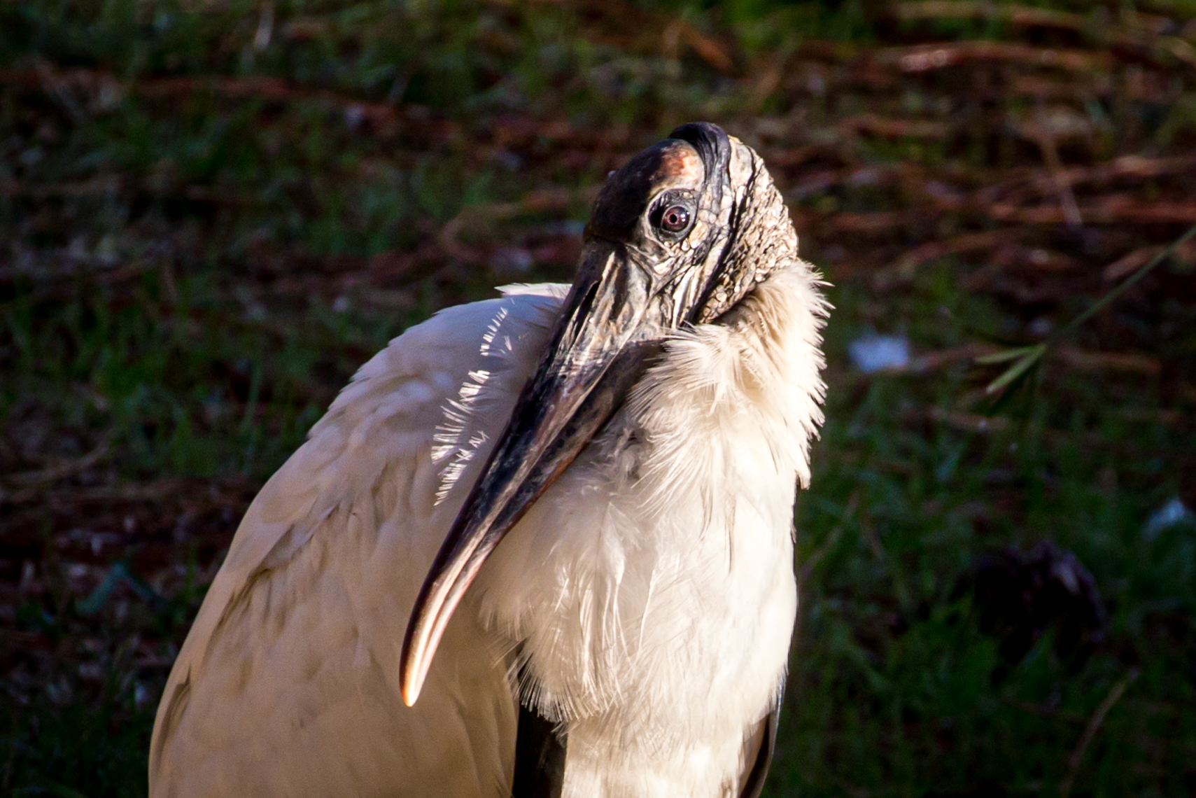A Face… | Great Bird Pics