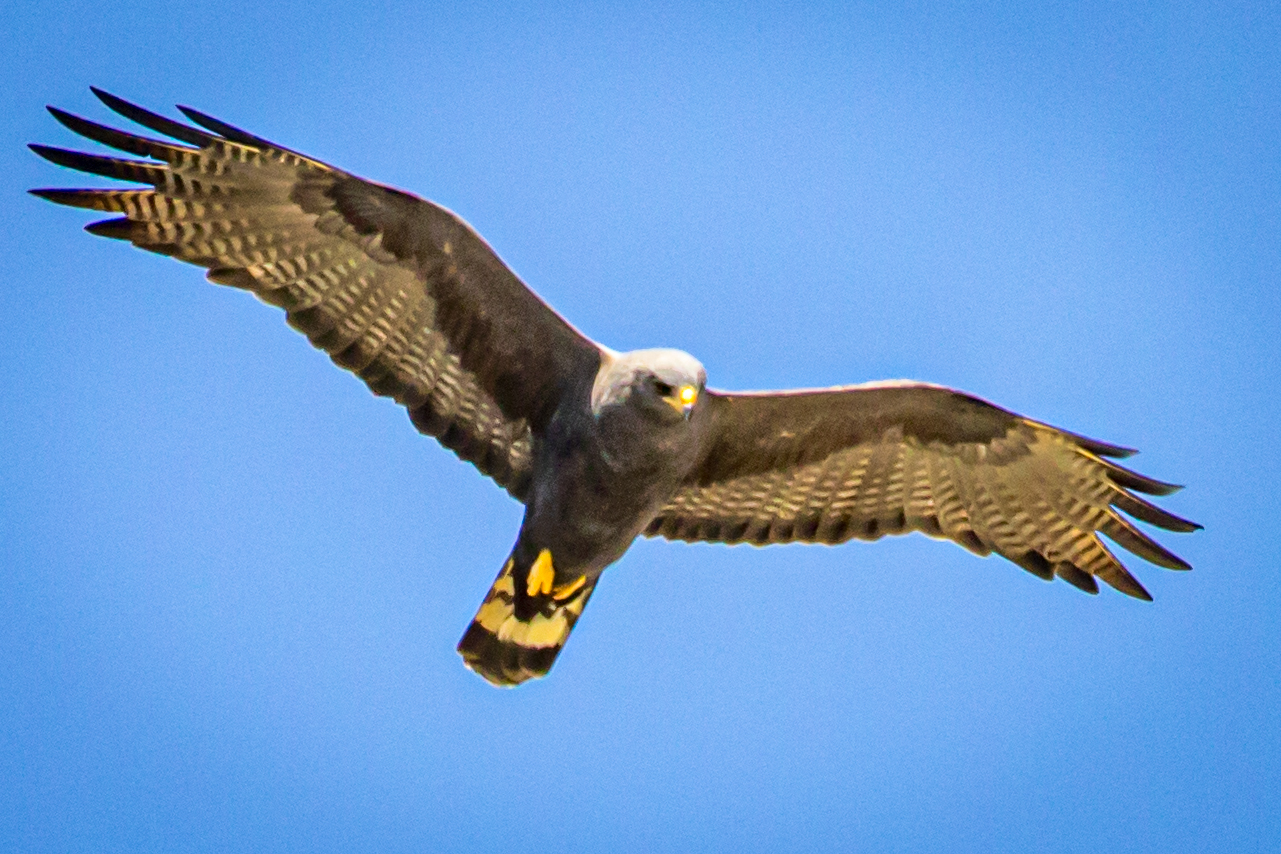 In the Zone | Great Bird Pics