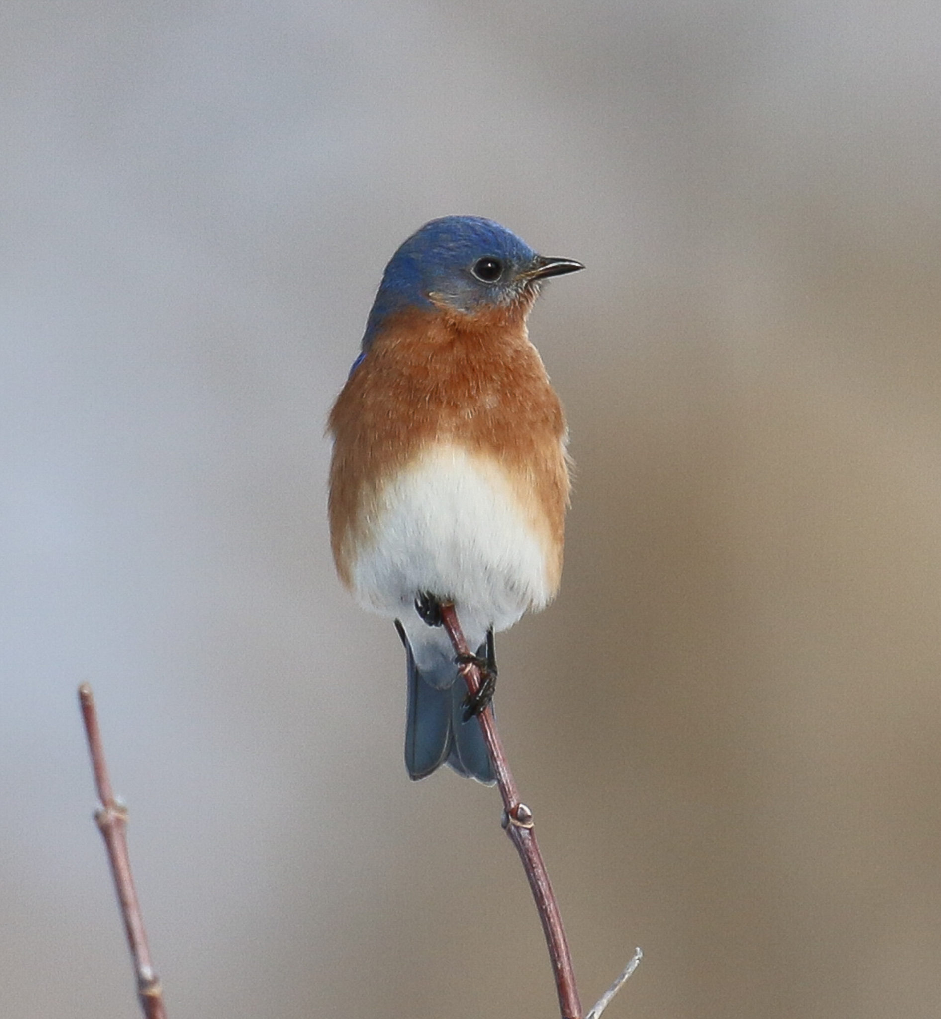 Eastern Bluebird | Great Bird Pics
